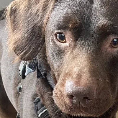 Increíble, pero real: la historia de Coco, el perro diagnosticado con ...