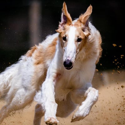 ¿Le gusta correr? Conozca las razas de perros más activos y dispuestos ...
