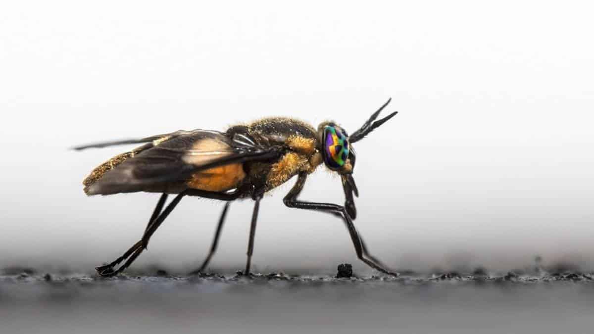 Descubren rara especie de tábano con el cuerpo similar al de una avispa ...
