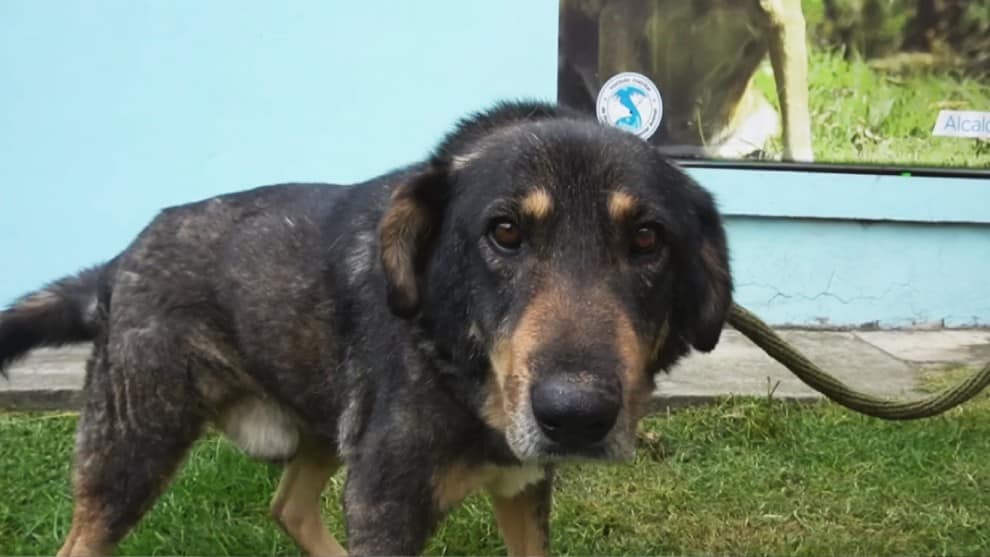 Bruno, el perro que tras perderse, se reencontró con su familia para ...