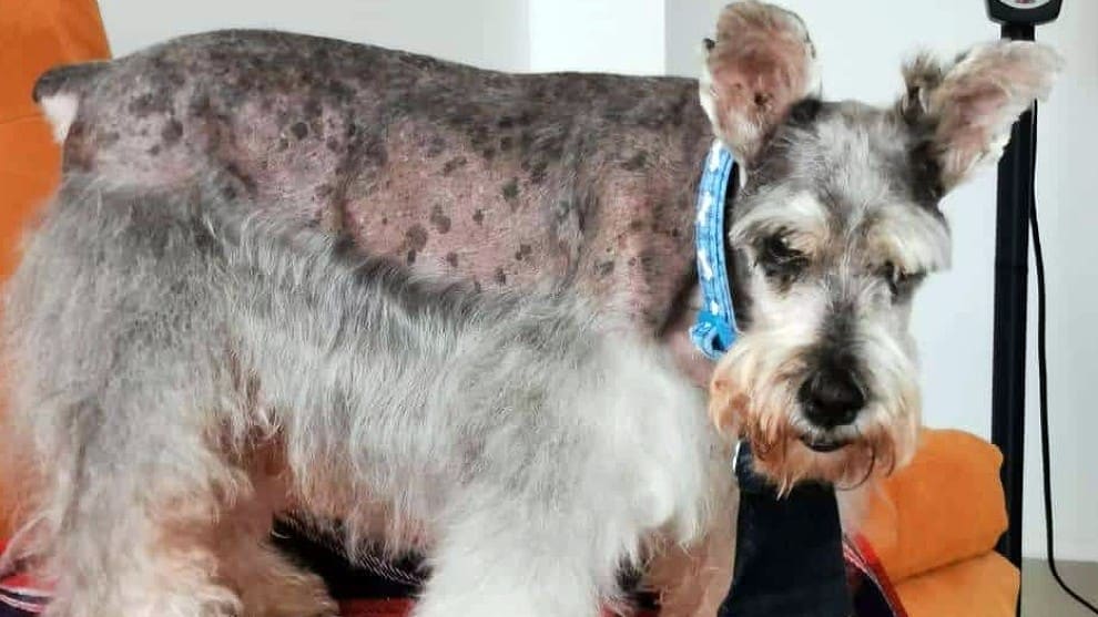 La historia de Clifor, el perro que ganó una tutela y fue reconocido ...