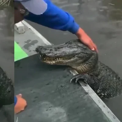 Un cocodrilo le respondió con una sonrisa a un hombre que lo alimentó: vea el conmovedor video ...