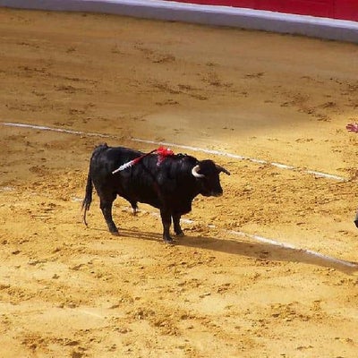 Corte Constitucional dejó en firme la ley que prohibió las corridas de ...