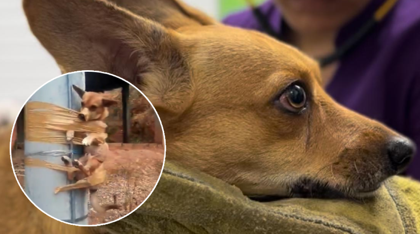 ¿Qué pasó con el perrito amarrado a un poste en Barrancabermeja ...