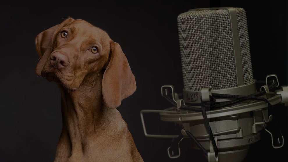 Una entrevista 'de perros' vivió la portavoz de la OMS | Noticias RCN