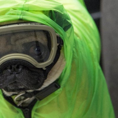 Conozca a Harley 'el Tuerto', el perro terapeuta de los médicos ...