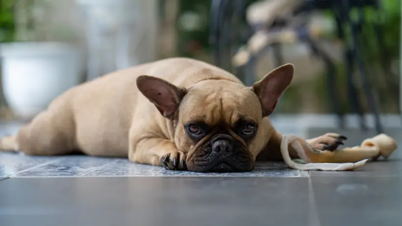 ¿Cómo saber si mi mascota está estresada?
