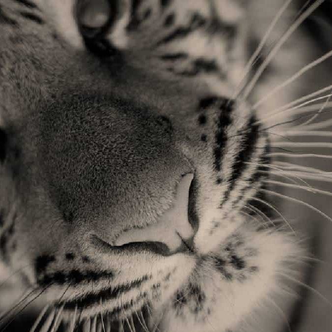Tigre En La Imagen