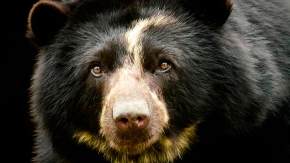 Con recurso legal buscan regresar al oso 'Chucho' a su hábitat natural ...