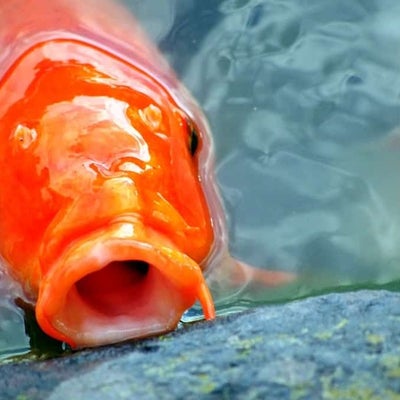 Los peces rojos pueden conducir en tierra firme, según un estudio ...