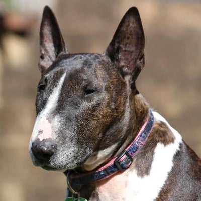 ¿Qué pasará con el dueño del perro que atacó a una niña en Suba ...