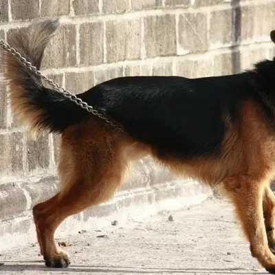 ¿Qué son los perros ferales que tienen en alerta a Chía? | Noticias RCN