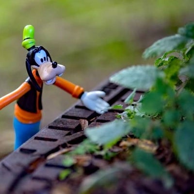 ¿Goofy es un perro o una vaca? Esto fue lo que Disney respondió ...
