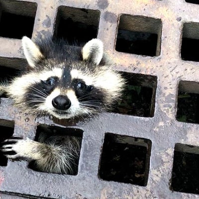Bomberos rescatan a un mapache atrapado en una alcantarilla | Noticias RCN