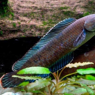 Un mono que estornuda y un pez que "camina", los nuevos hallazgos en ...