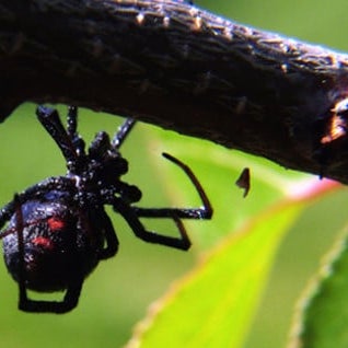 El macho de la viuda negra opta por arañas más jóvenes para sobrevivir ...