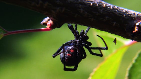 El macho de la viuda negra opta por arañas más jóvenes para sobrevivir ...