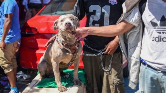 Bolillo, el perro pitbull que ha recorrido más de 800 km para llegar a ...
