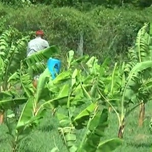 Al menos dos fincas afectadas por brote “Mal de Panamá” que ataca ...