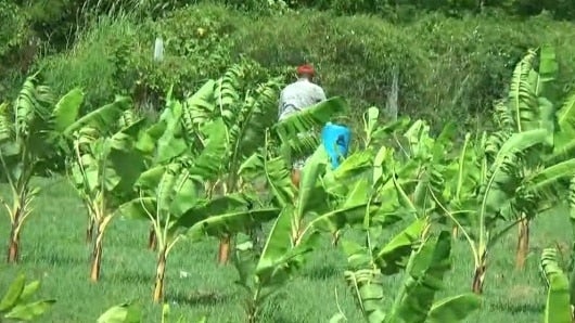 Al menos dos fincas afectadas por brote “Mal de Panamá” que ataca ...