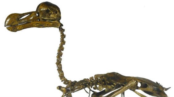 En Inglaterra subastarán el esqueleto casi completo de un dodo ...