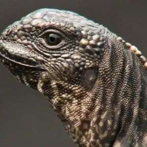 Iguana se salva de la muerte tras lograr un escape de película ...