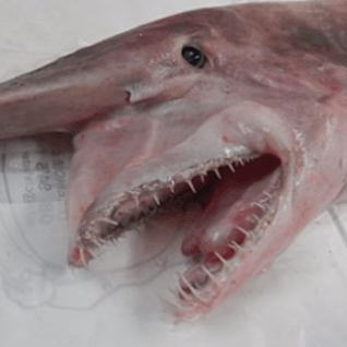 Capturan al 'alien de las profundidades' en las costas australianas ...