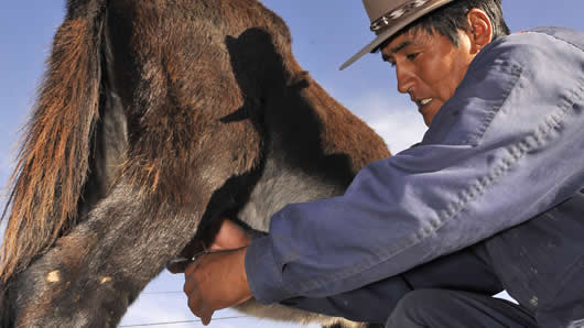 Marca italiana lanzará un chocolate con leche de burra | Noticias RCN