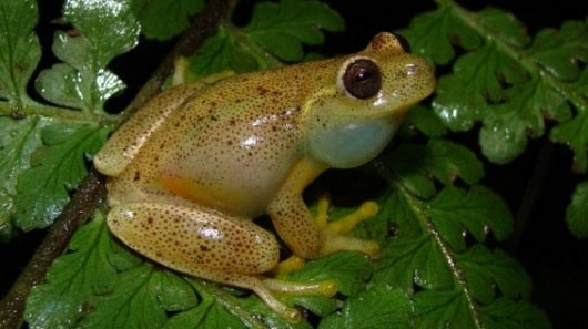 Científicos de Colombia y Venezuela descubren nueva especie de rana ...