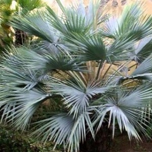 La palma azul, nueva especie de Cuba tras 20 años de su hallazgo ...