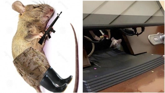 Los mejores memes que dejó el episodio de los ratones lanzados en el ...