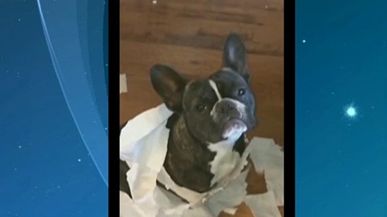 Perro que delata a otro para que lo regañen es sensación en la web ...