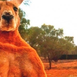 Murió Roger, famoso por ser el canguro más musculoso de Australia ...