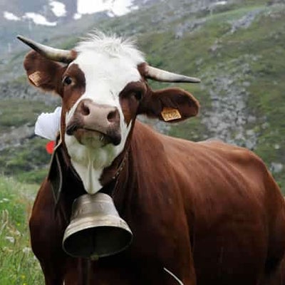 Vacas colombianas hacen dieta para reducir gas metano | Noticias RCN