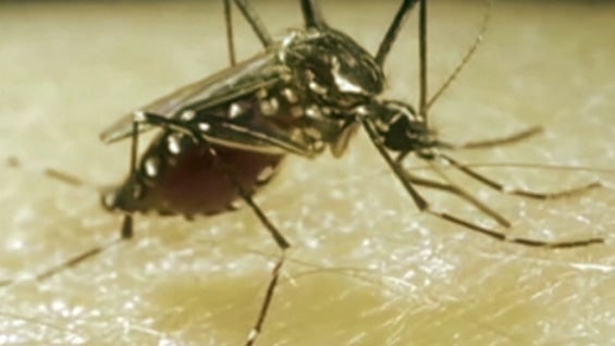 Imparable la epidemia del zika en Colombia; se esperan 650.000 casos en 2016 | Noticias RCN