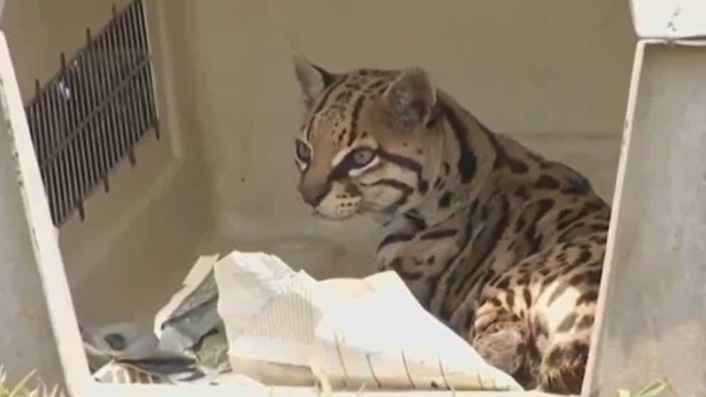 El tigrillo, especie endémica del país, estaría en riesgo por proyecto ...