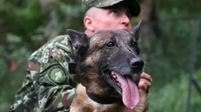 ChatGPT reveló qué pudo pasar con Wilson, el perrito comando perdido en la selva | Noticias RCN