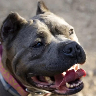 Pequeño de dos años murió tras brutal ataque de un perro pitbull en ...
