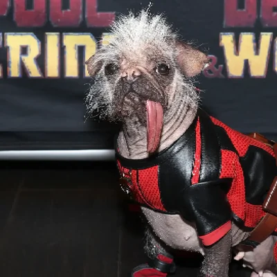 ¿Qué raza es 'Dogpool'? Conozca al nuevo protagonista de la película ...