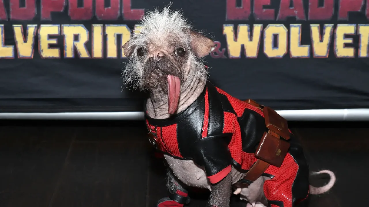 ¿Qué raza es 'Dogpool'? Conozca al nuevo protagonista de la película ...