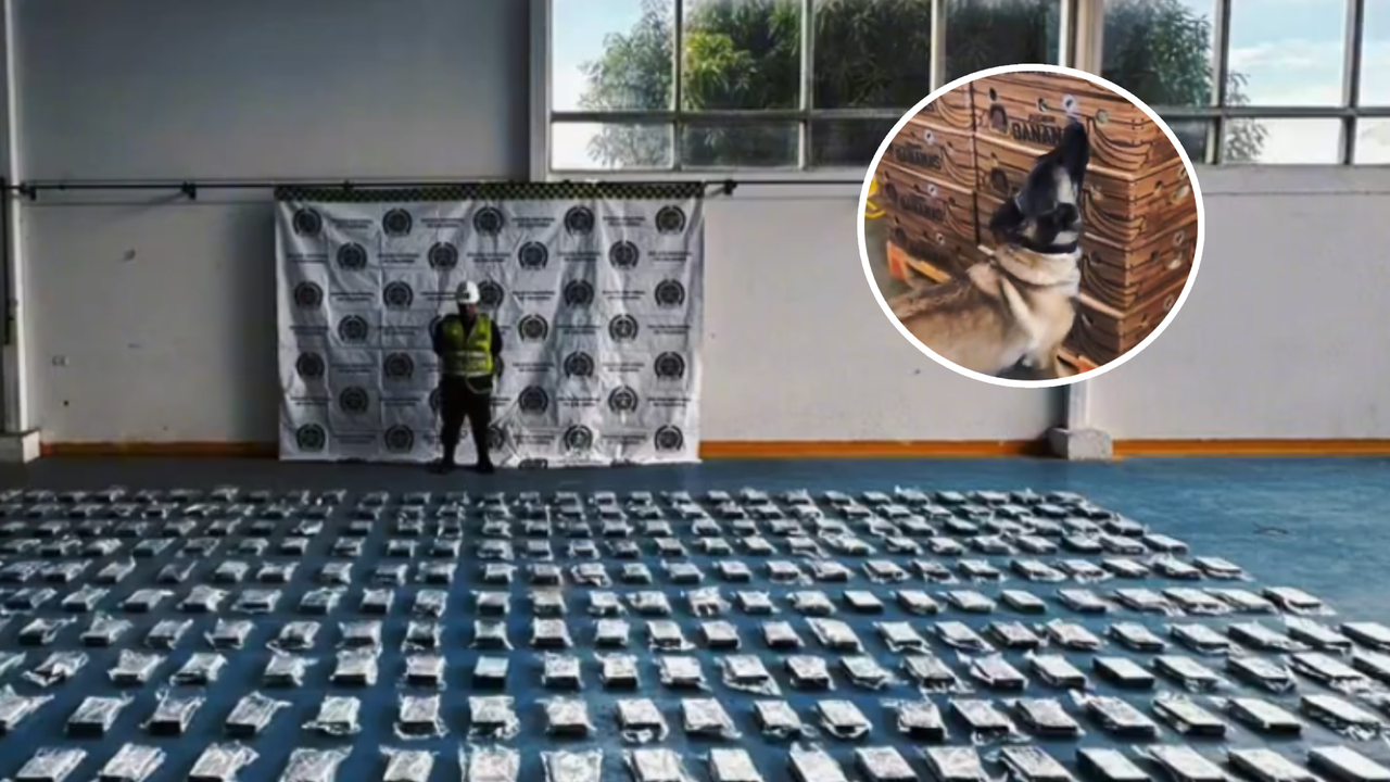 Perro policía en Santa Marta encontró 335 kilos de cocaína en bananos ...