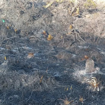 El incendio en el parque Chingaza fue 100% controlado: estas son las ...