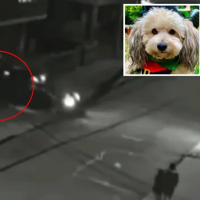 ¿Qué ha pasado con Milo, el perro que fue robado junto con una ...