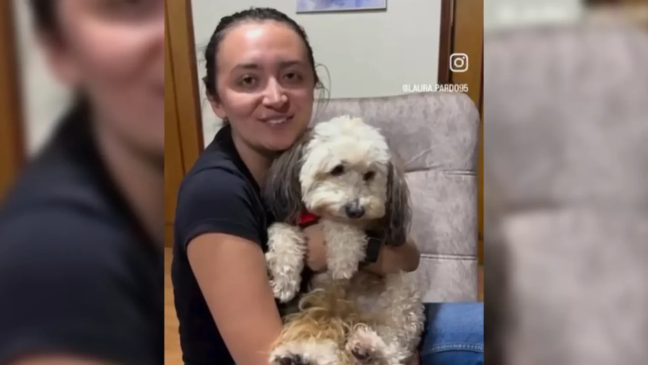 Milo, el perro que fue robado en medio de violento asalto, apareció y ...