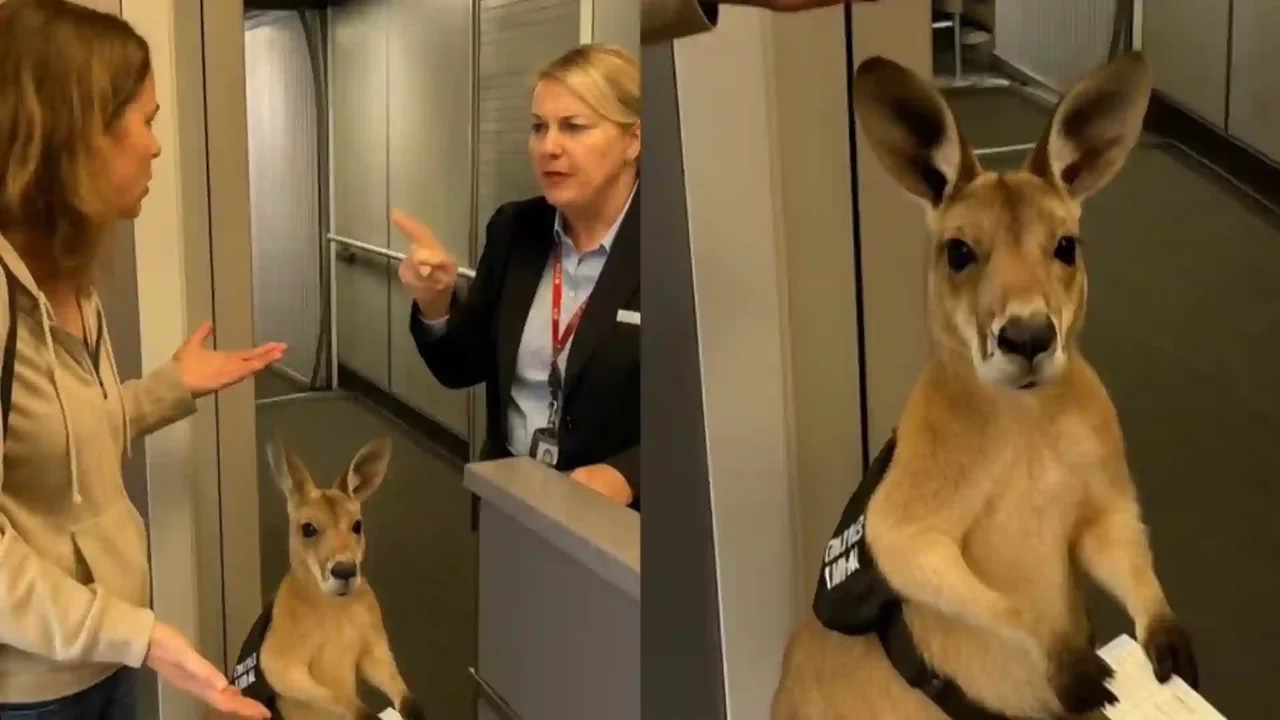 Canguro listo para abordar un vuelo causó furor en internet: la verdad ...