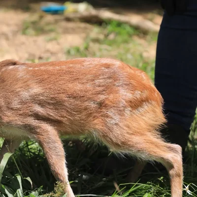 VIDEO | Así fue el rescate de un tierno venado en Cundinamarca que no ...