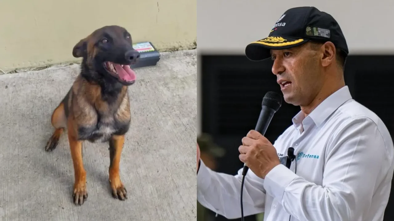 Reveladores detalles sobre la búsqueda del perro Wilson en la selva del ...