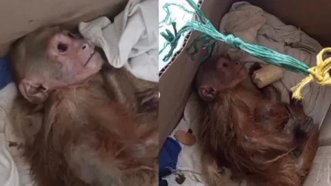 Feid emociona a sus fans al lanzar su propio Funko: ¿dónde conseguirlo ...