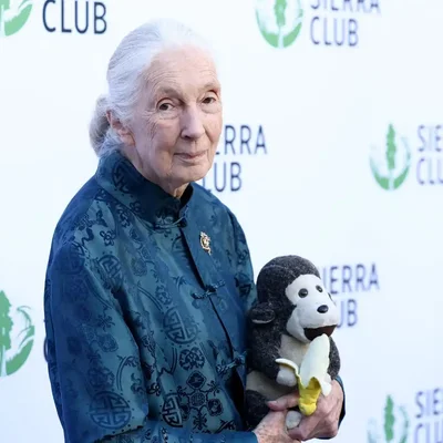 ¿Qué hizo Jane Goodall y cuál fue su importante legado para el mundo ...