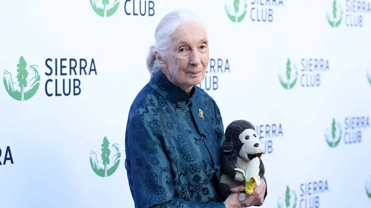 ¿Qué hizo Jane Goodall y cuál fue su importante legado para el mundo ...